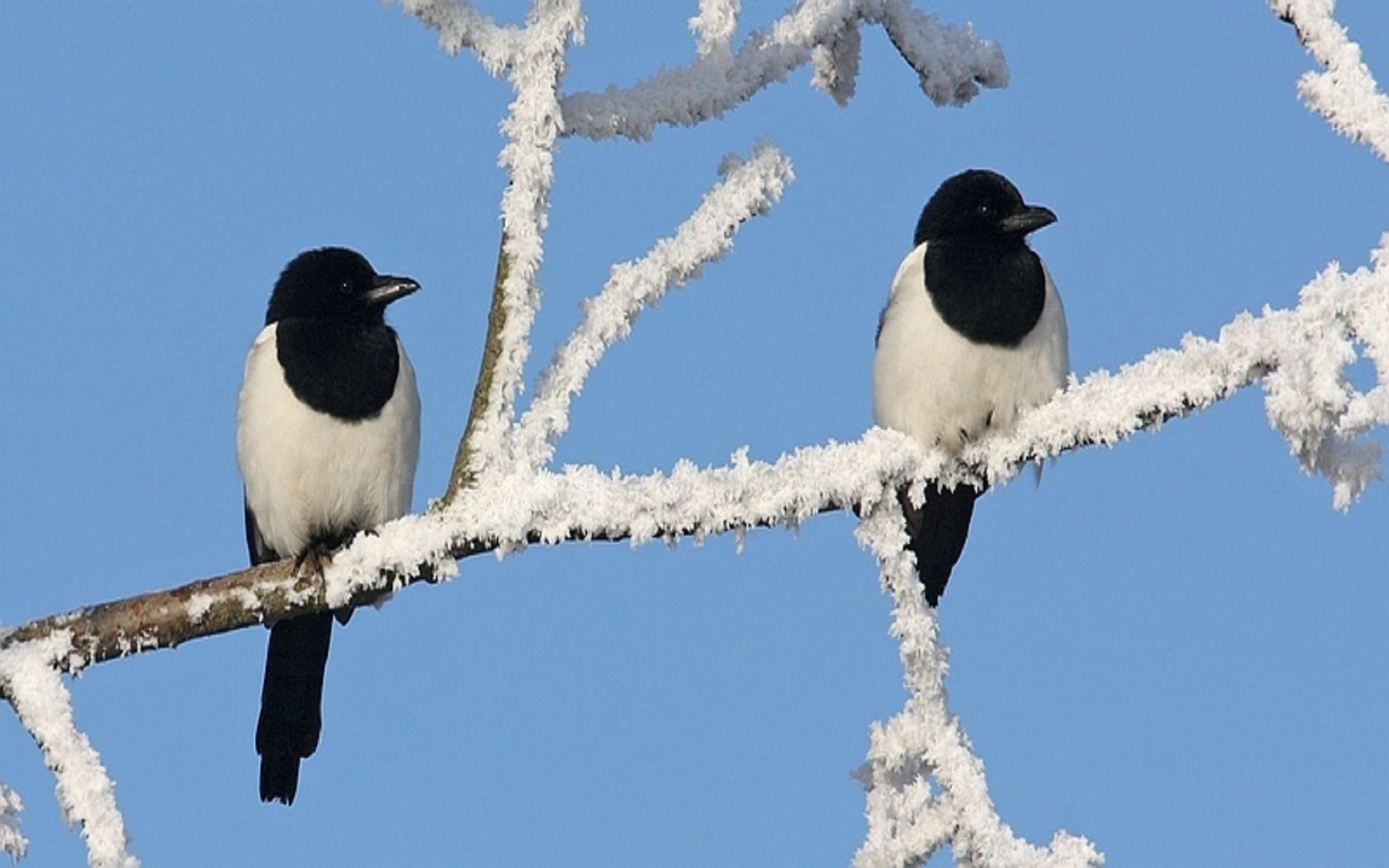 Snowy Branches with Magpies: A Winter's Nature Scene
