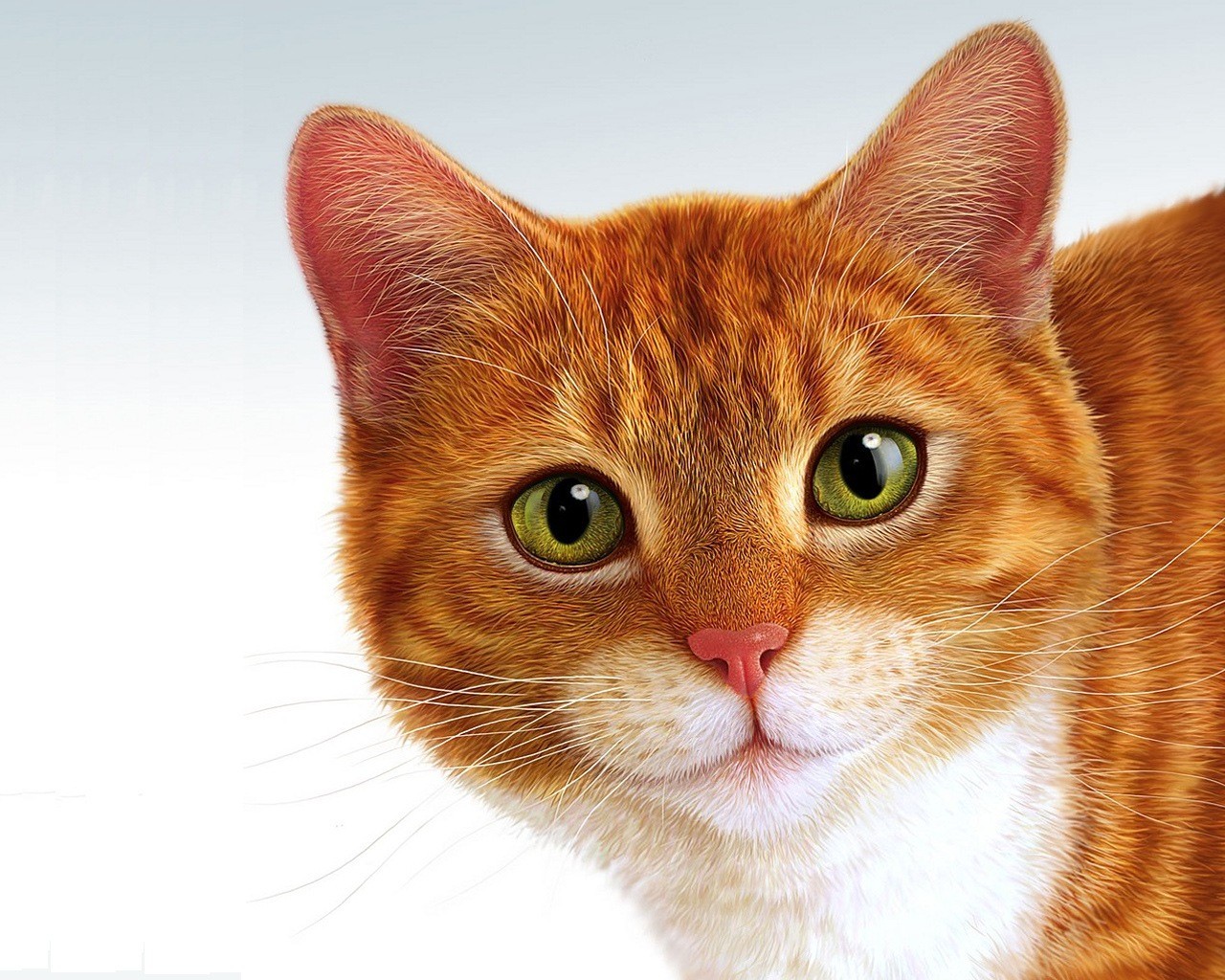 Download Animal Cat Image