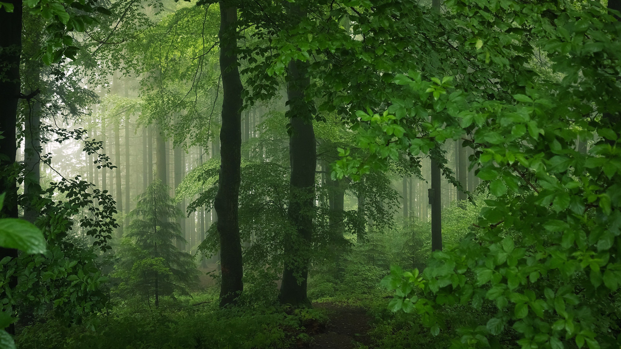Download Nature Forest Image