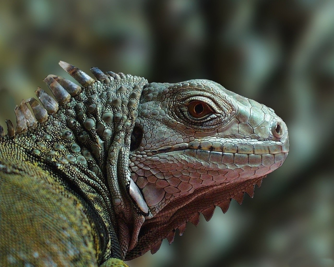 Lizard Image - ID: 490082 - Image Abyss