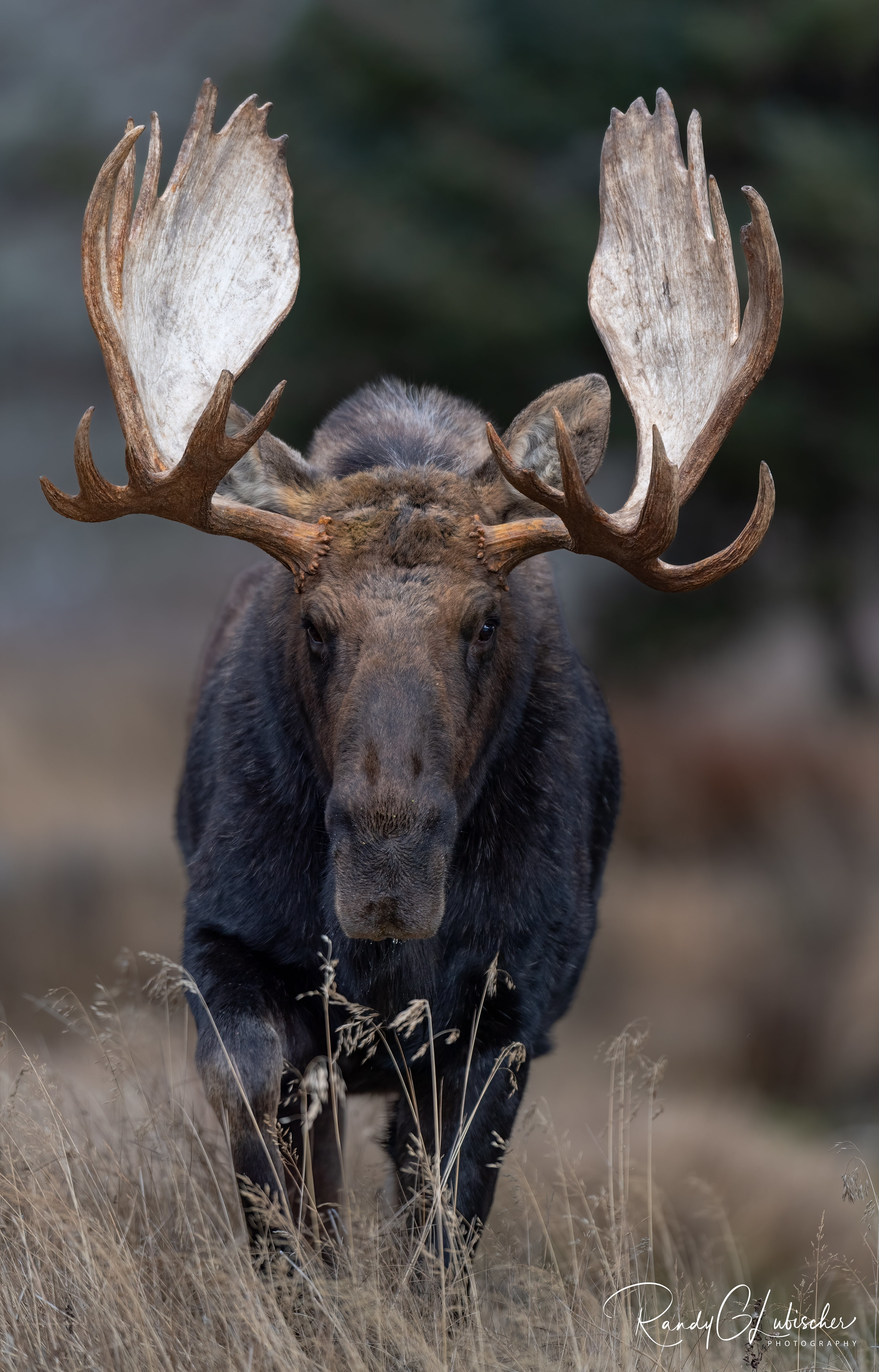 Download Animal Moose Image