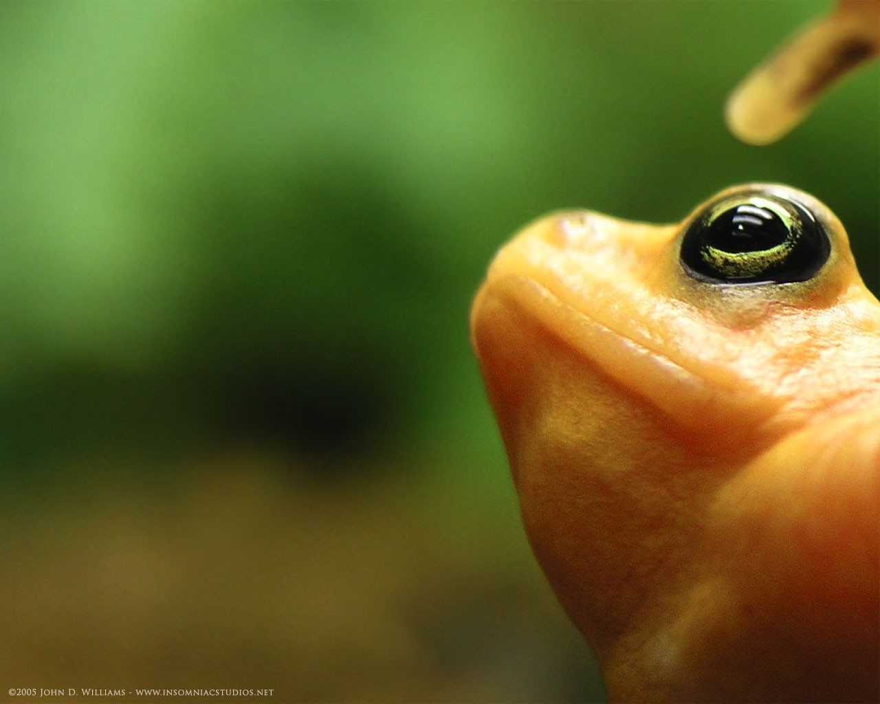 Download Animal Frog Image
