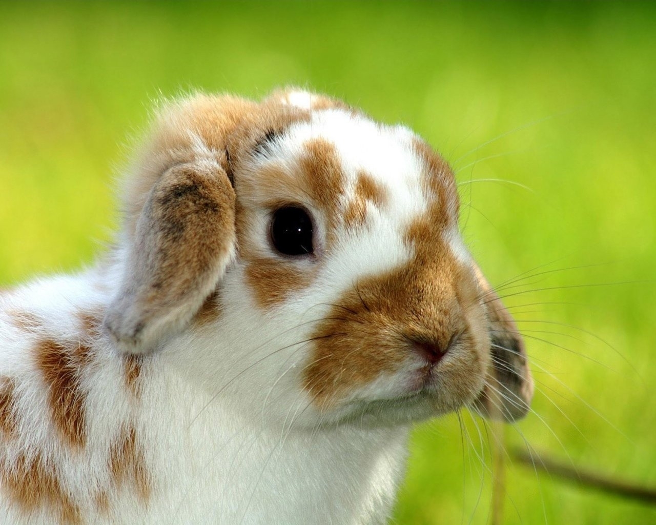 Download Animal Rabbit Image
