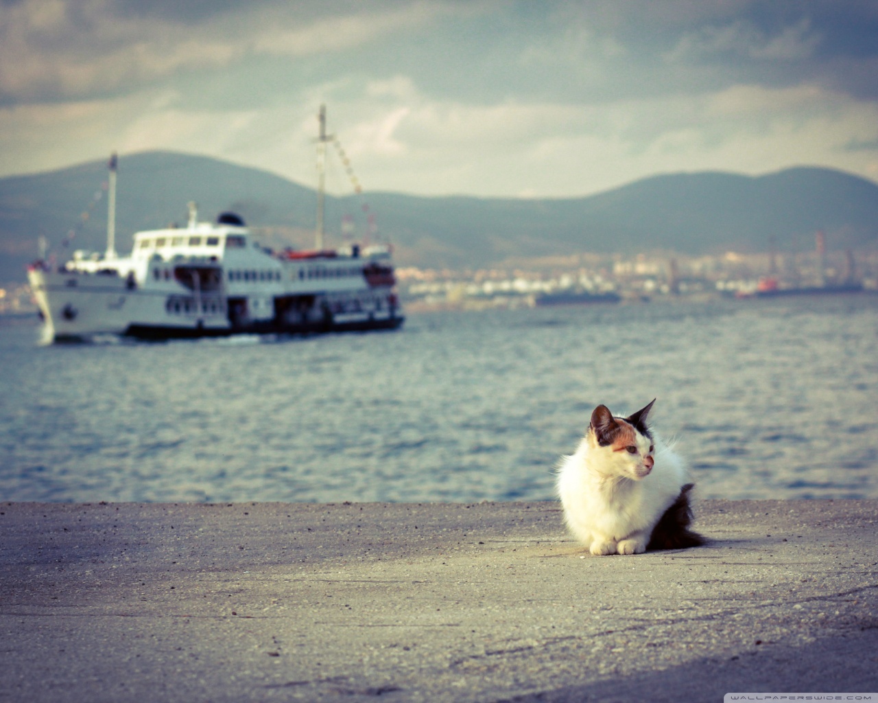 The cat and ship - Image Abyss