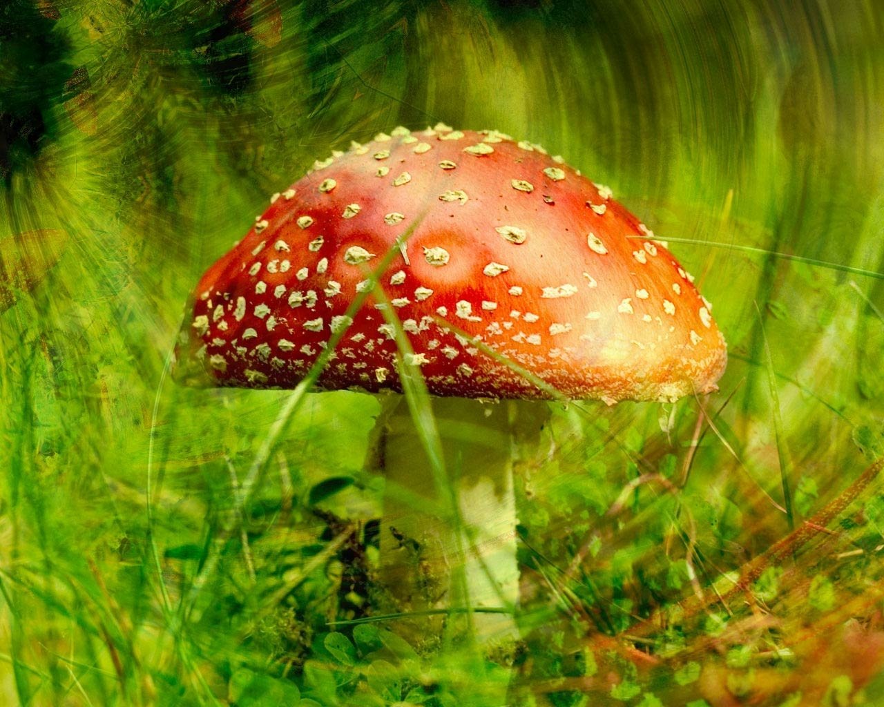 Download Nature Mushroom Image