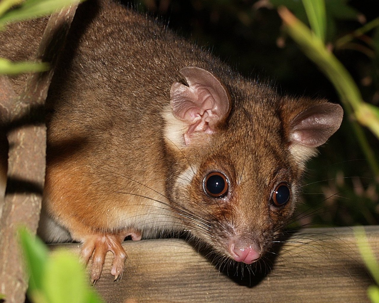 Download Animal Possum Image