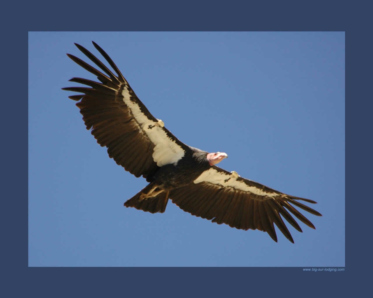 Condor - Desktop Wallpapers, Phone Wallpaper, PFP, Gifs, and More!