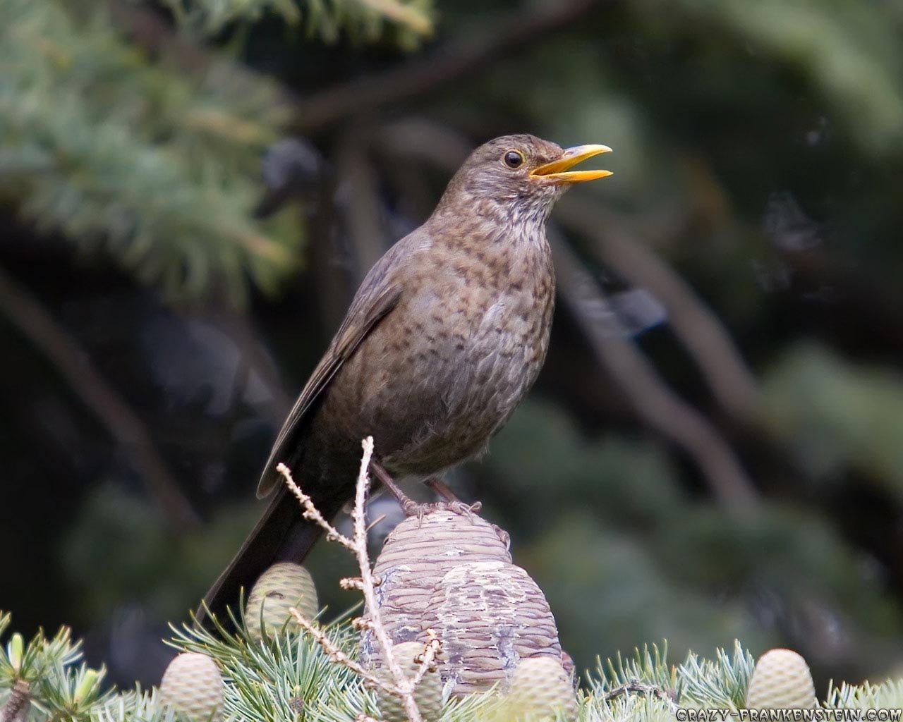 Blackbird - Desktop Wallpapers, Phone Wallpaper, PFP, Gifs, and More!