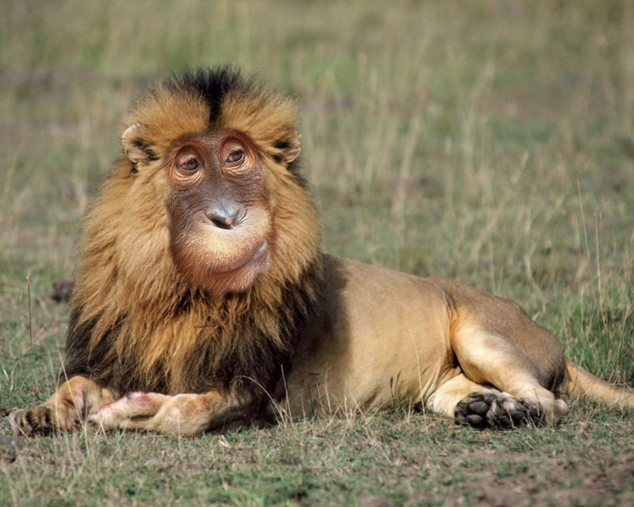 Download Funny Animal Image