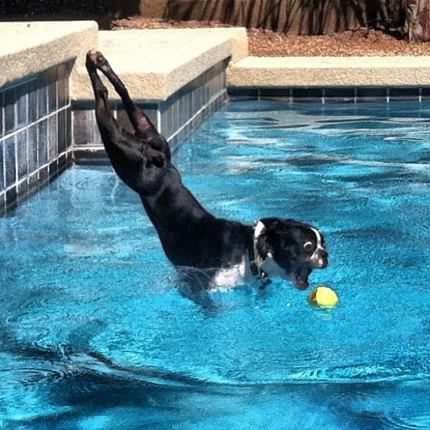 Download Animal Boston Terrier Dog Swimming Pool Image