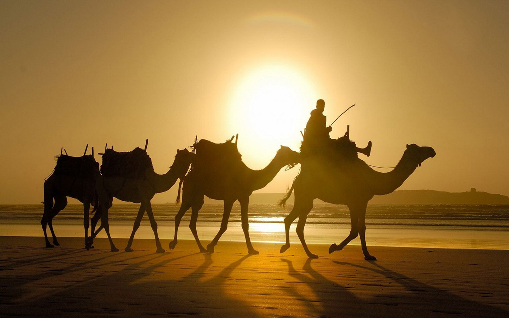 Desert Caravan: Majestic Camels at Sunset