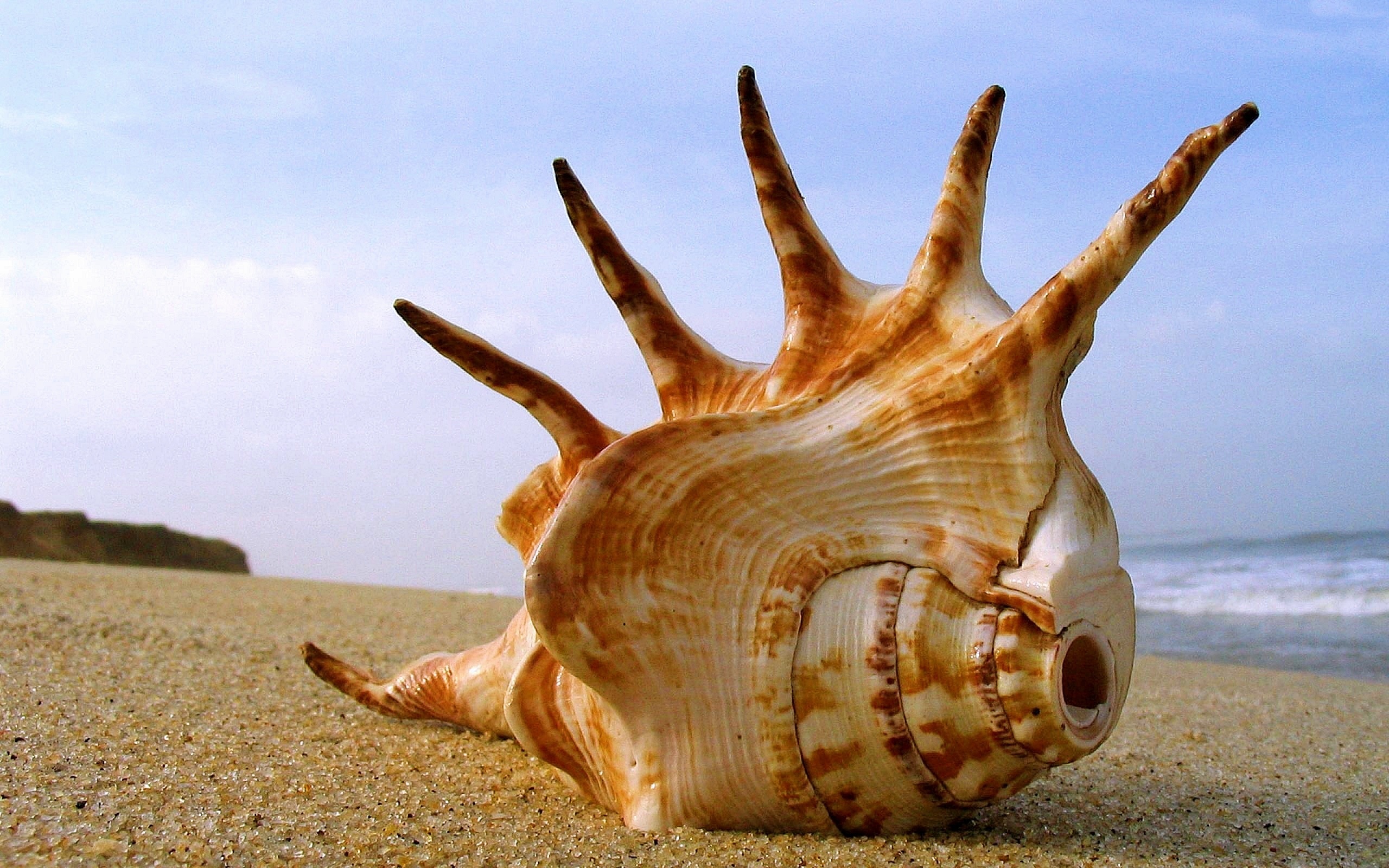 Download Nature Shell Image