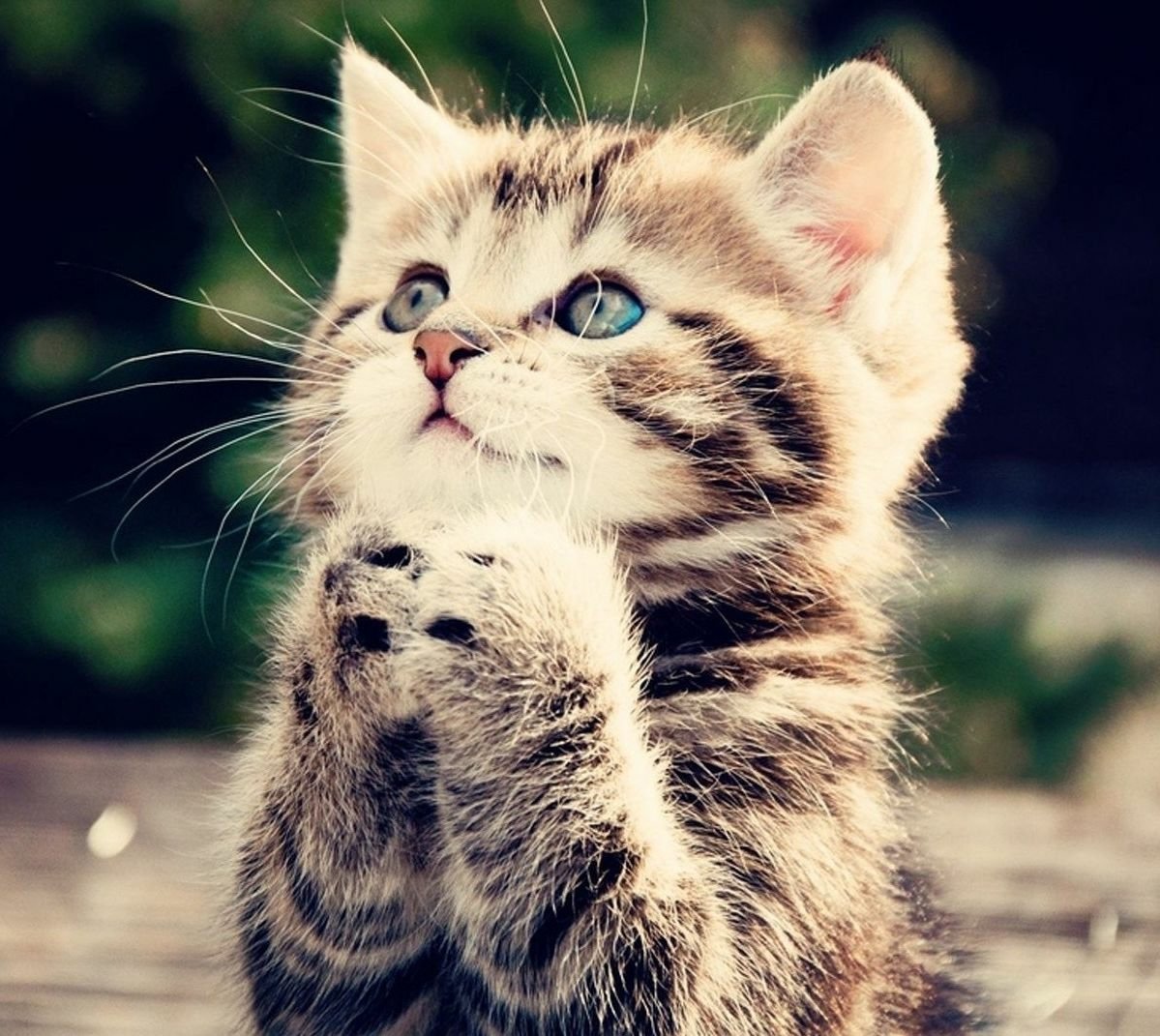 Adorable Kitty Wonder