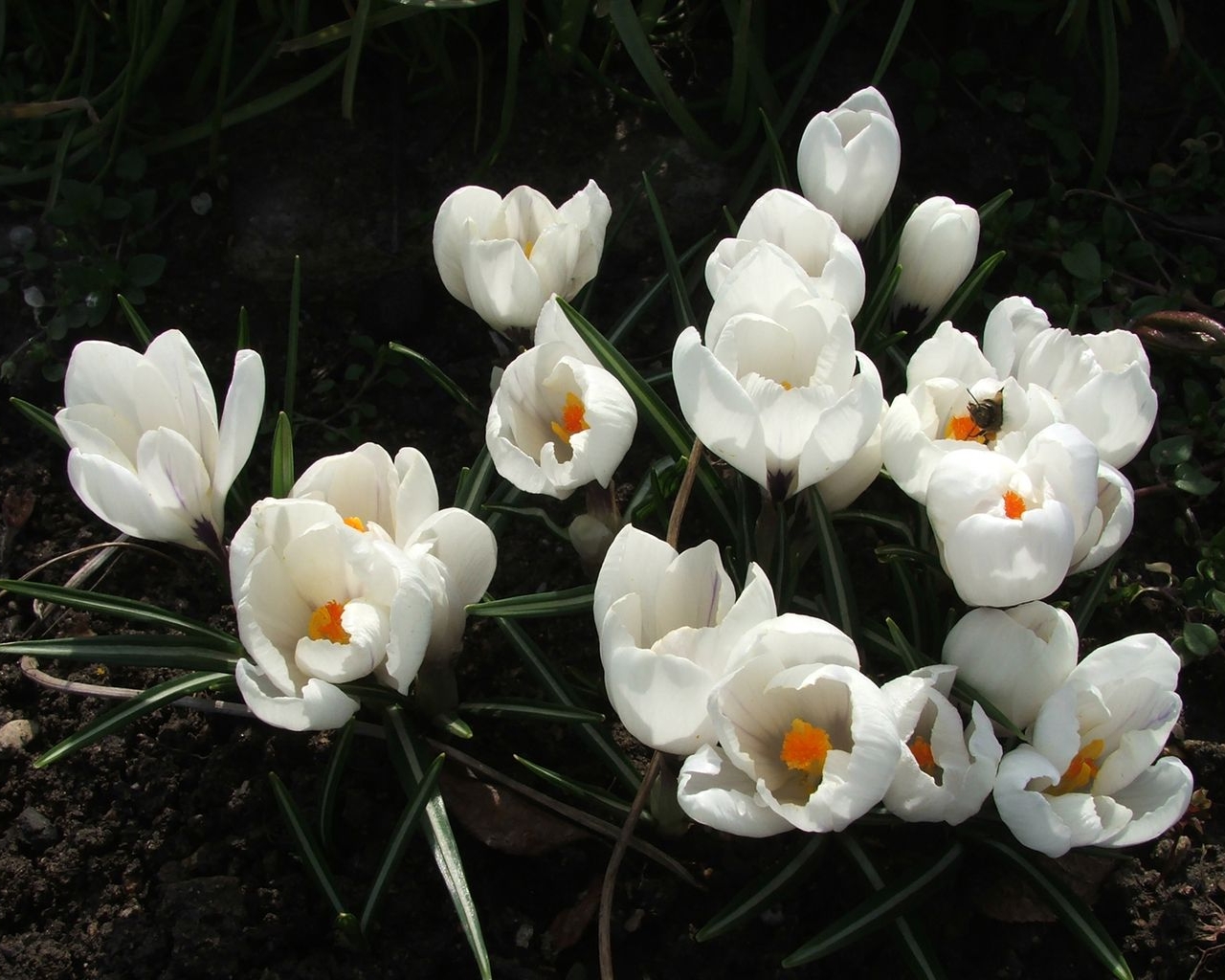 Download Nature Crocus Image