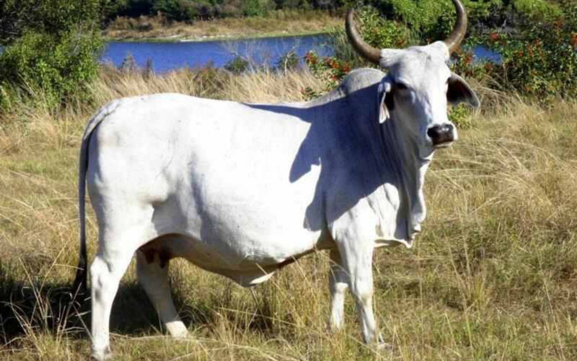 Zebu - Desktop Wallpapers, Phone Wallpaper, PFP, Gifs, and More!