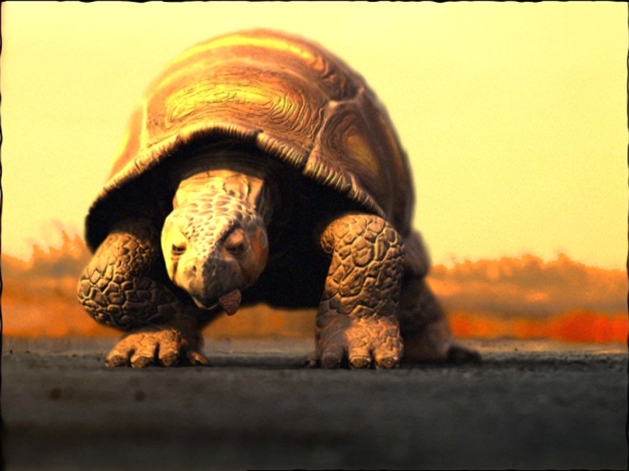 Brahma Turtle Image - ID: 514240 - Image Abyss
