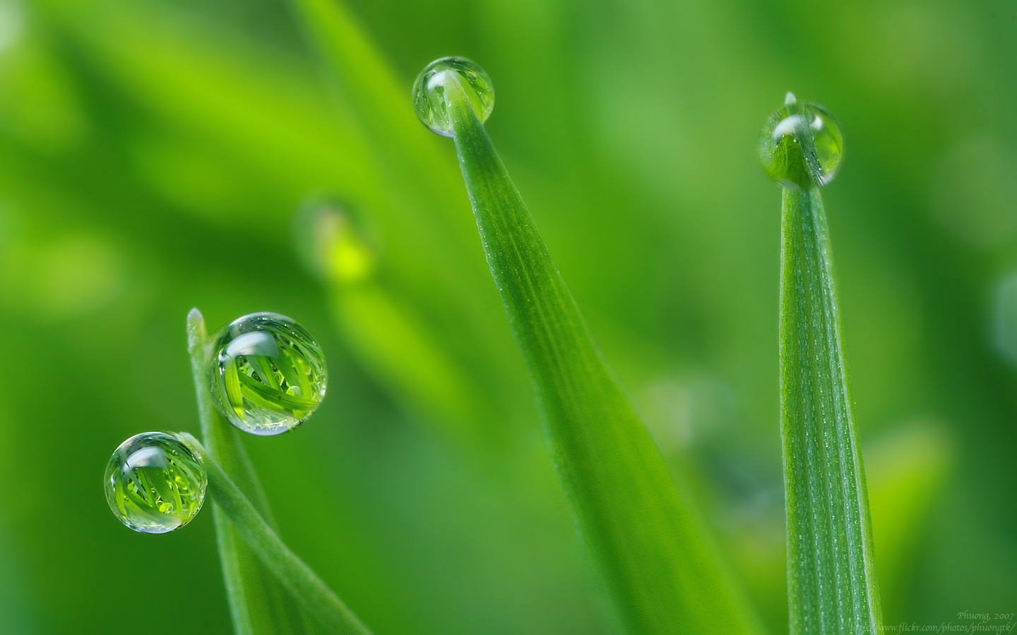 Nature's Elegance: Water Drops on Greenery