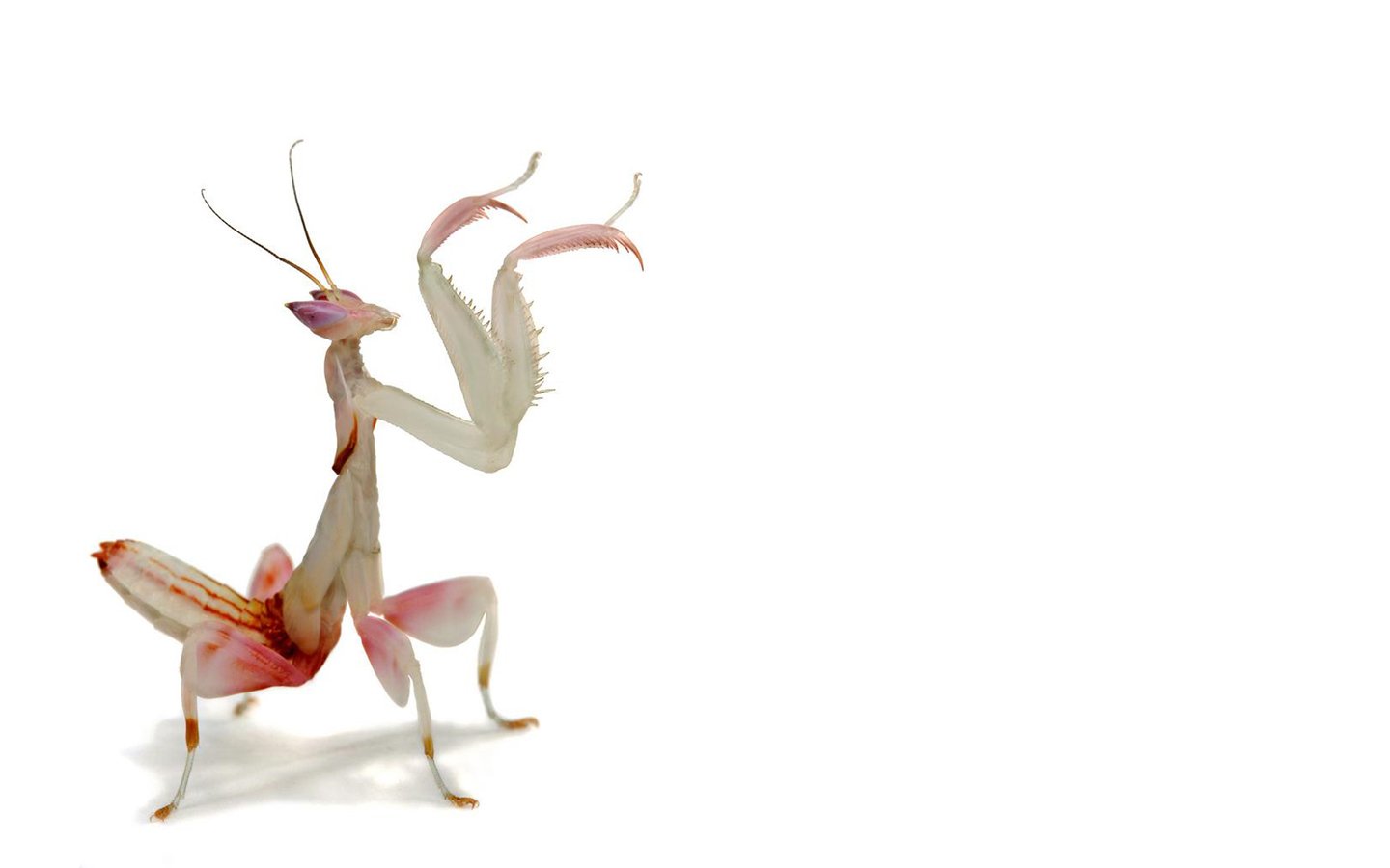 Praying Mantis - Desktop Wallpapers, Phone Wallpaper, PFP, Gifs, and More!