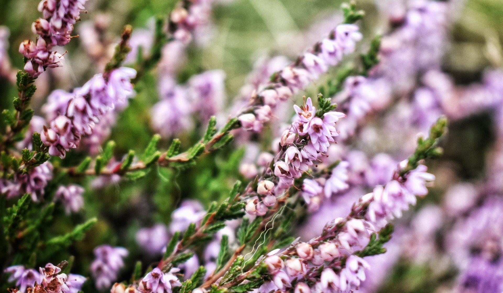 Heather - Desktop Wallpapers, Phone Wallpaper, PFP, Gifs, and More!