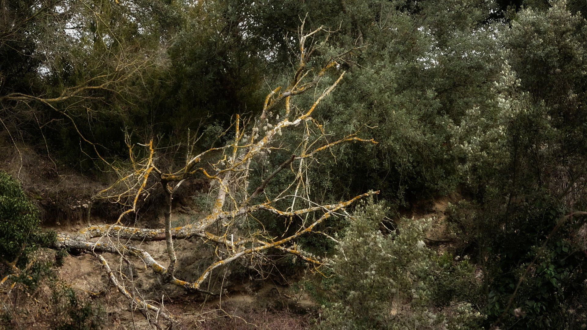 A shiny tree. by luciernaga33