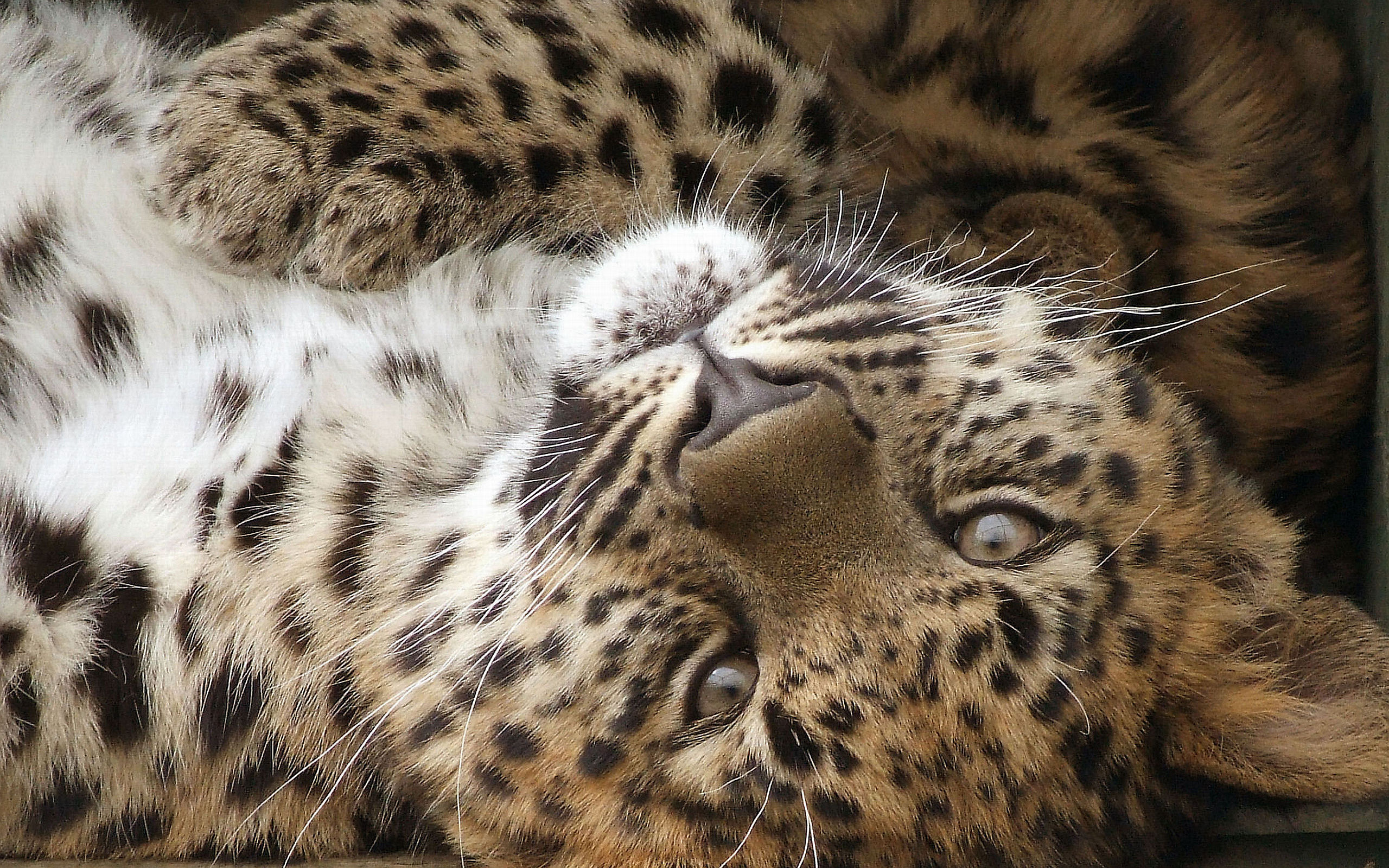 Captivating Cat: The Majestic Leopard