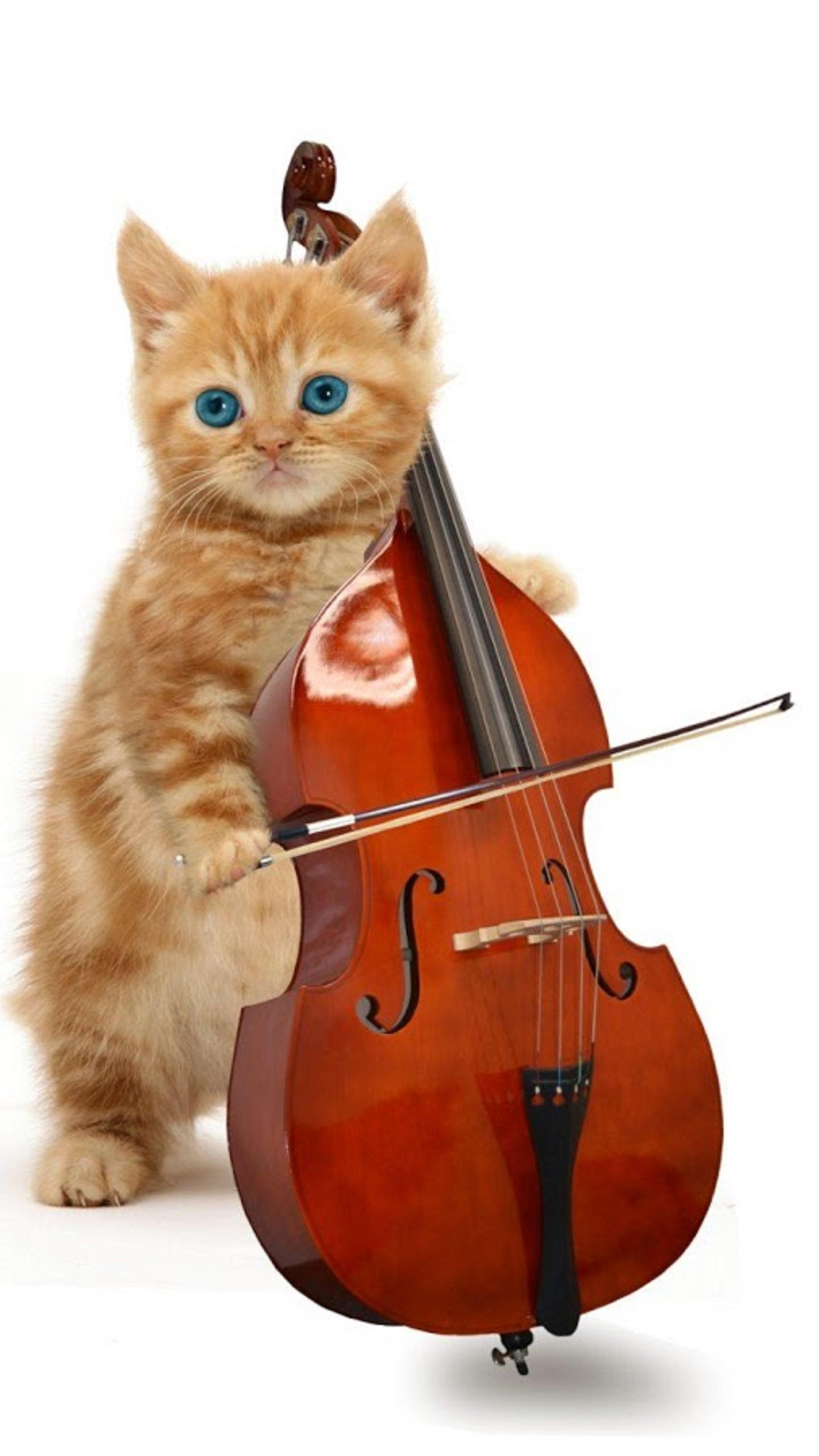 Musical Cat: A Charming Feline Violinist