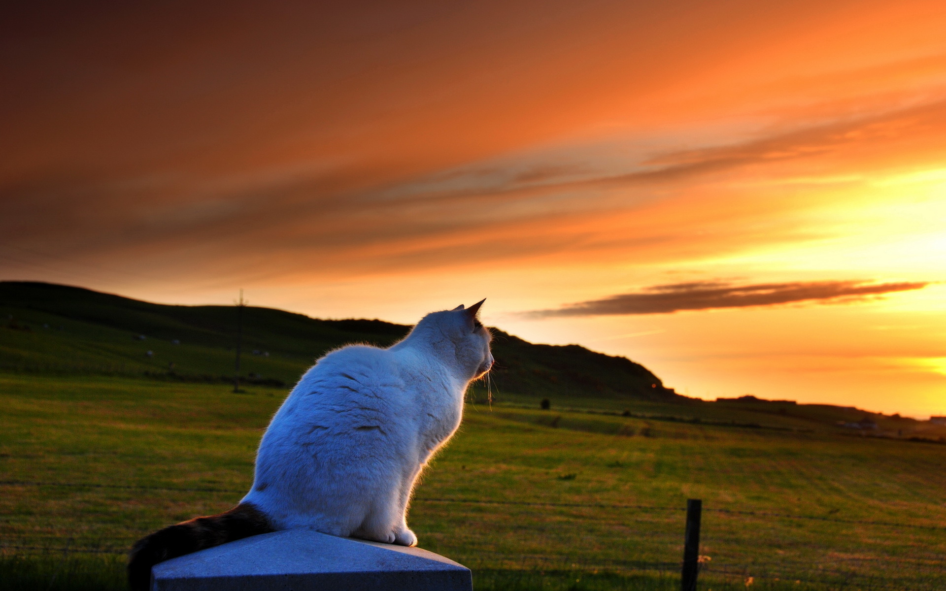 Sunset Serenity: A Cat's Evening Reflection