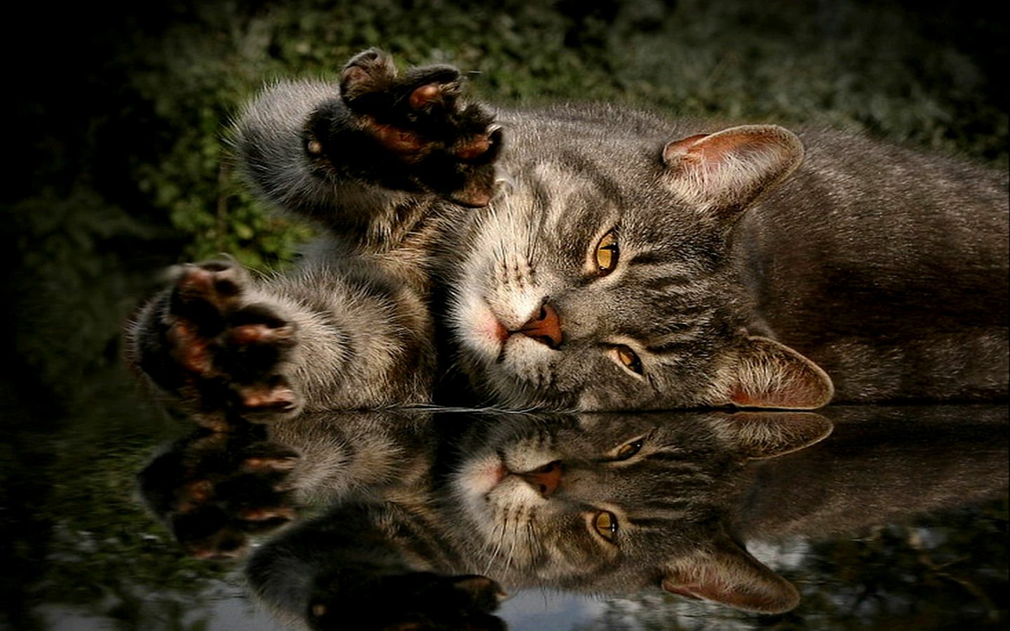 Charming Cat Reflections