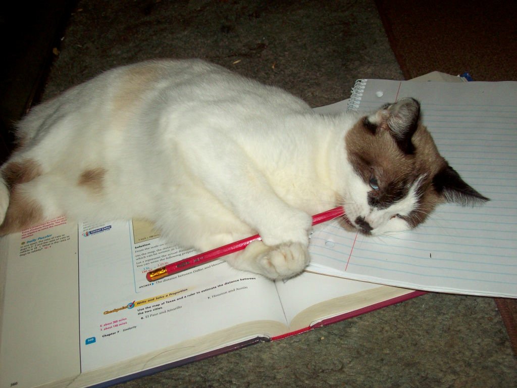 Study Buddy: The Clever Cat