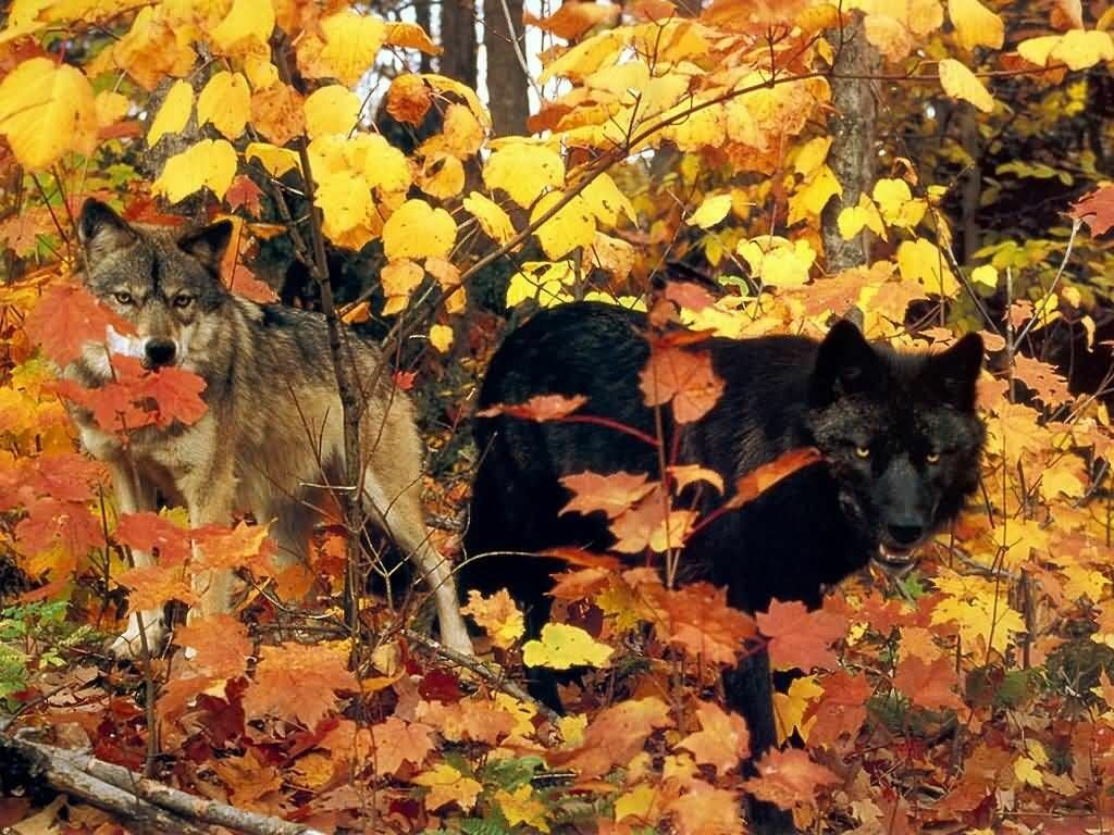 Wolves Amidst Autumn's Golden Leaves