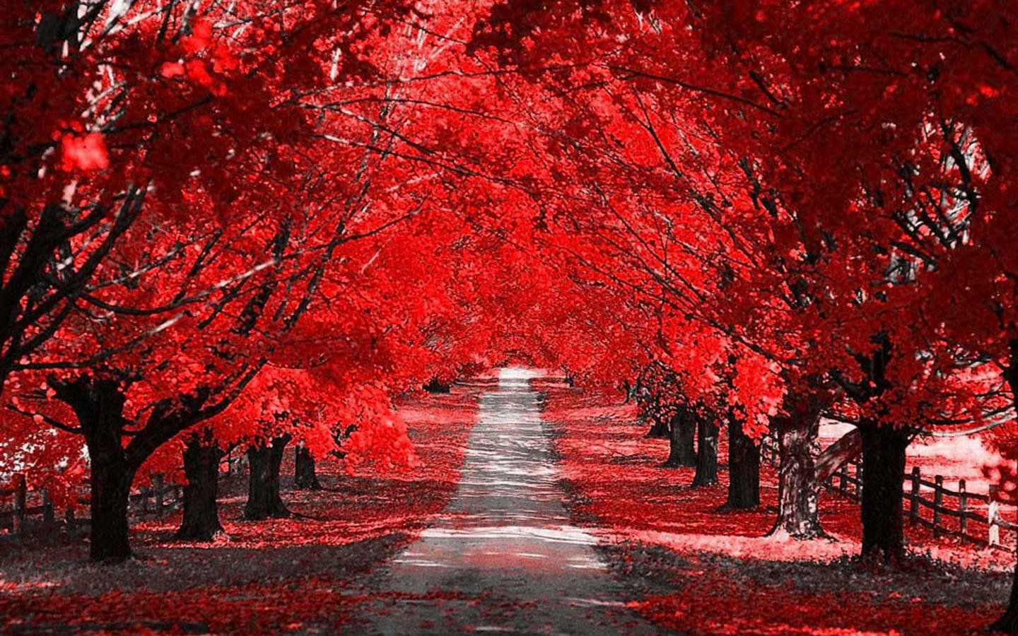 Autumn Bliss: A Path Through Vibrant Nature
