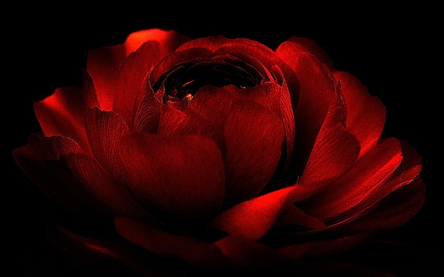 Radiant Beauty: Nature's Enchanting Red Flower