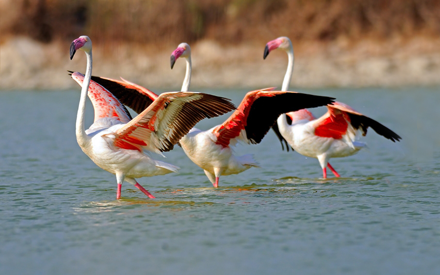 Graceful Flamingos in Their Natural Habitat