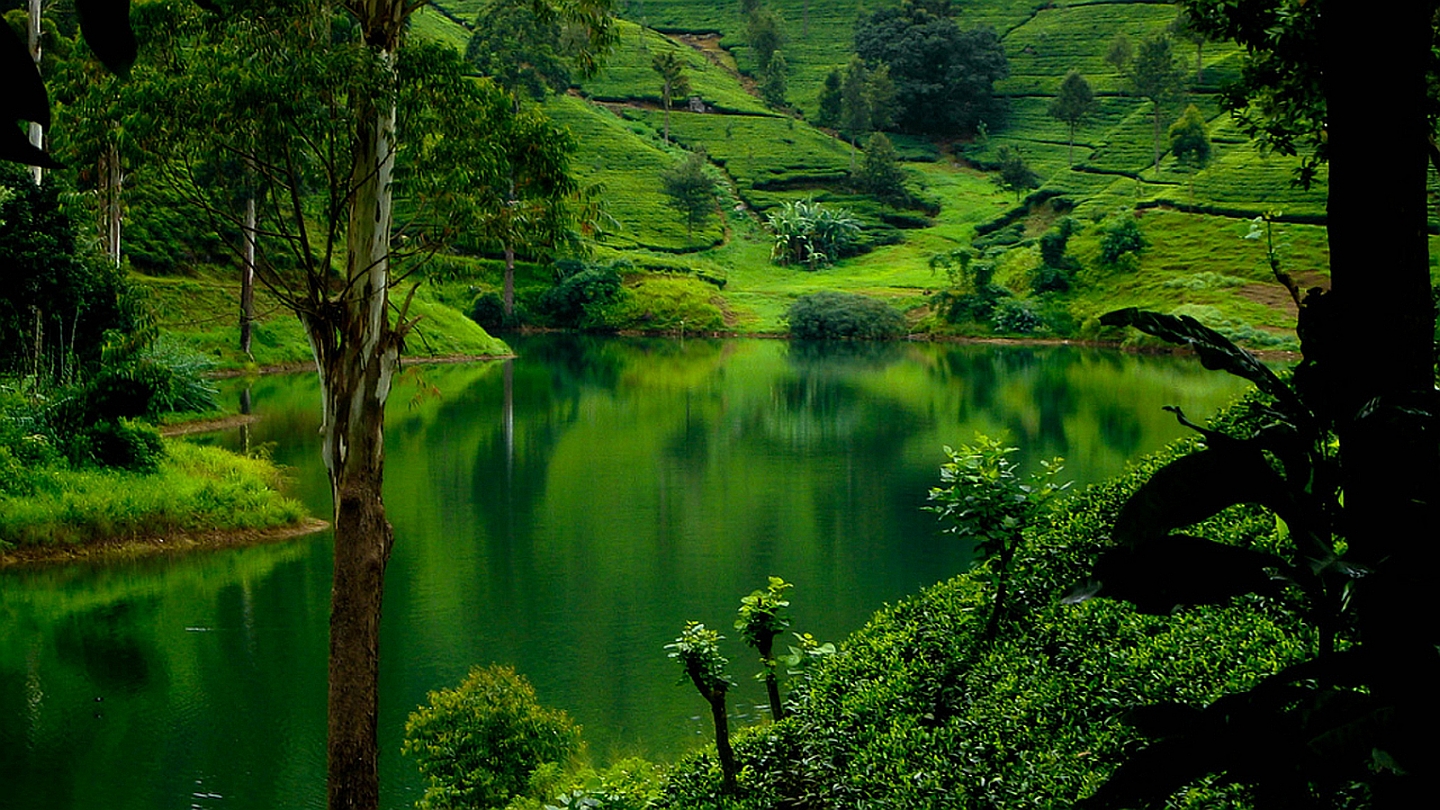 Serene Green Reflections: A Scenic Nature Escape