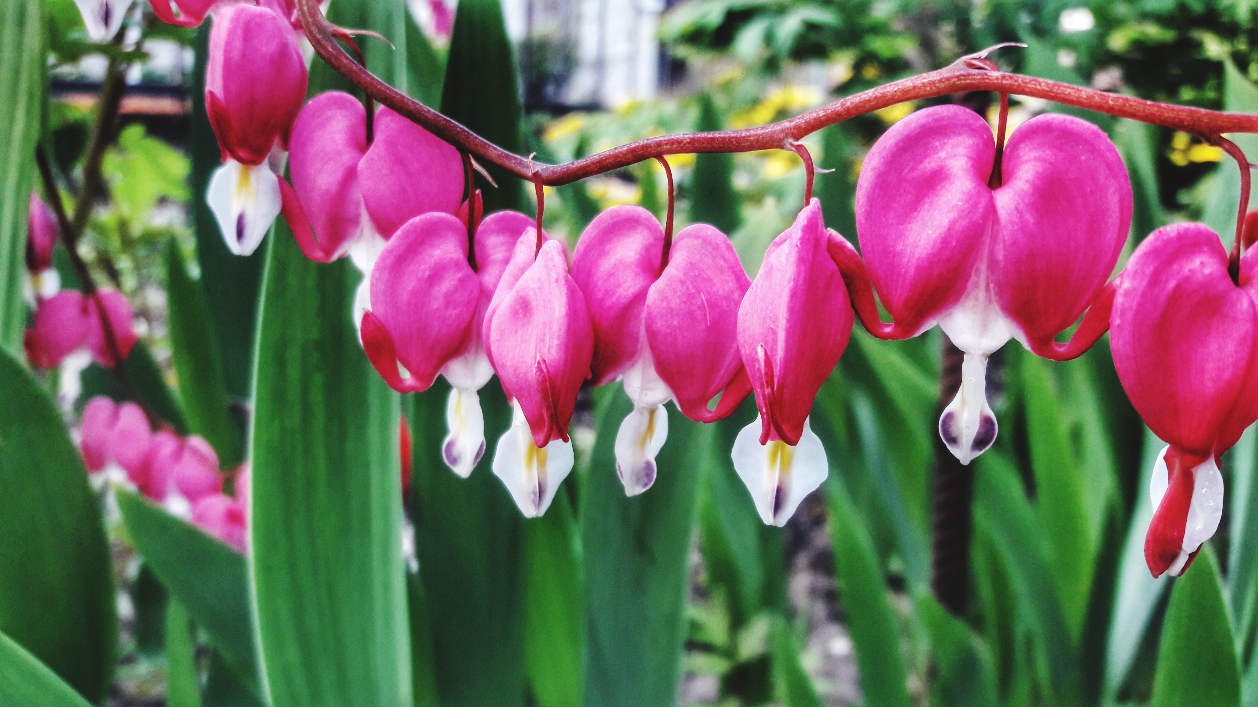 Download Flower Image