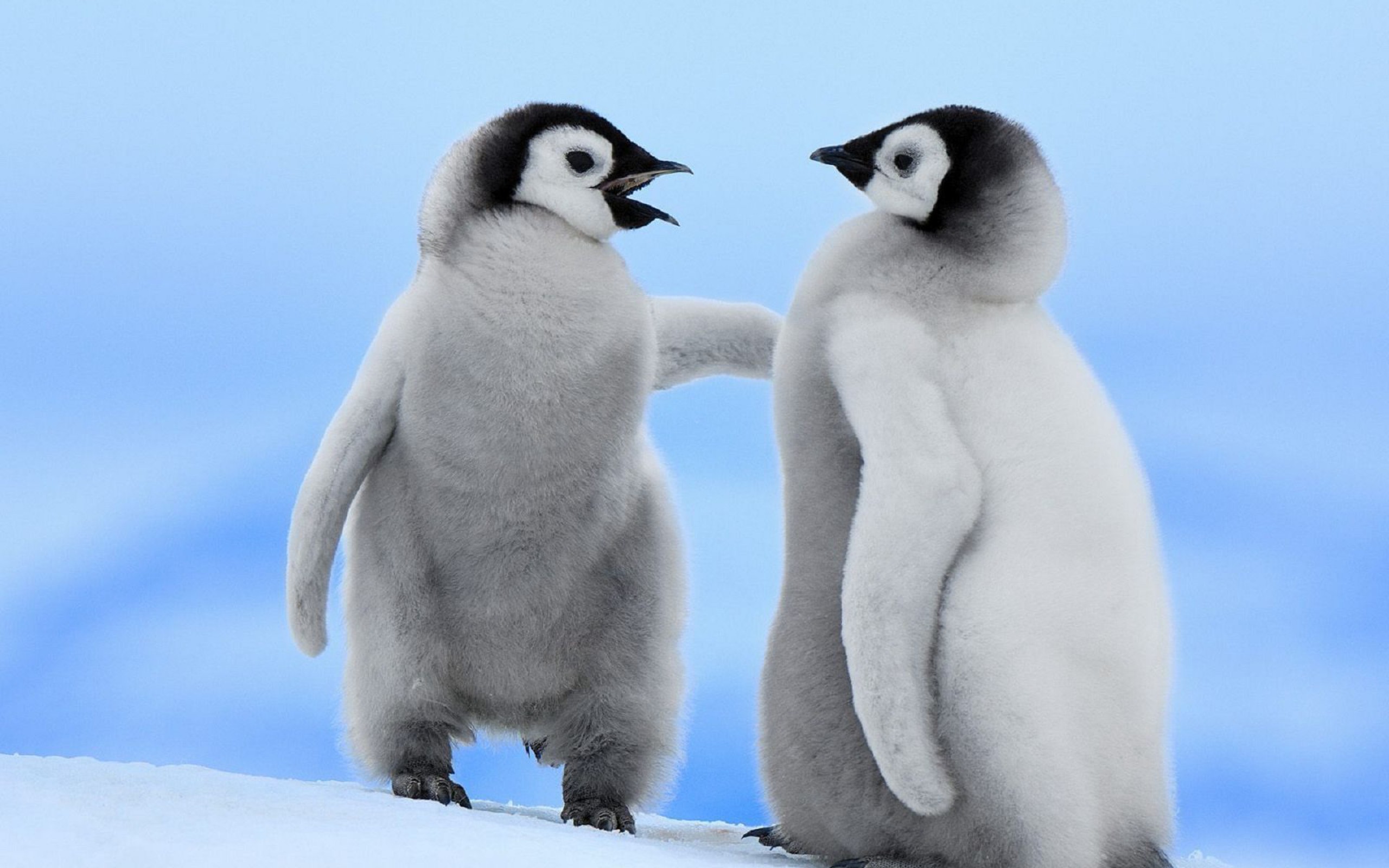 Download Animal Penguin Image