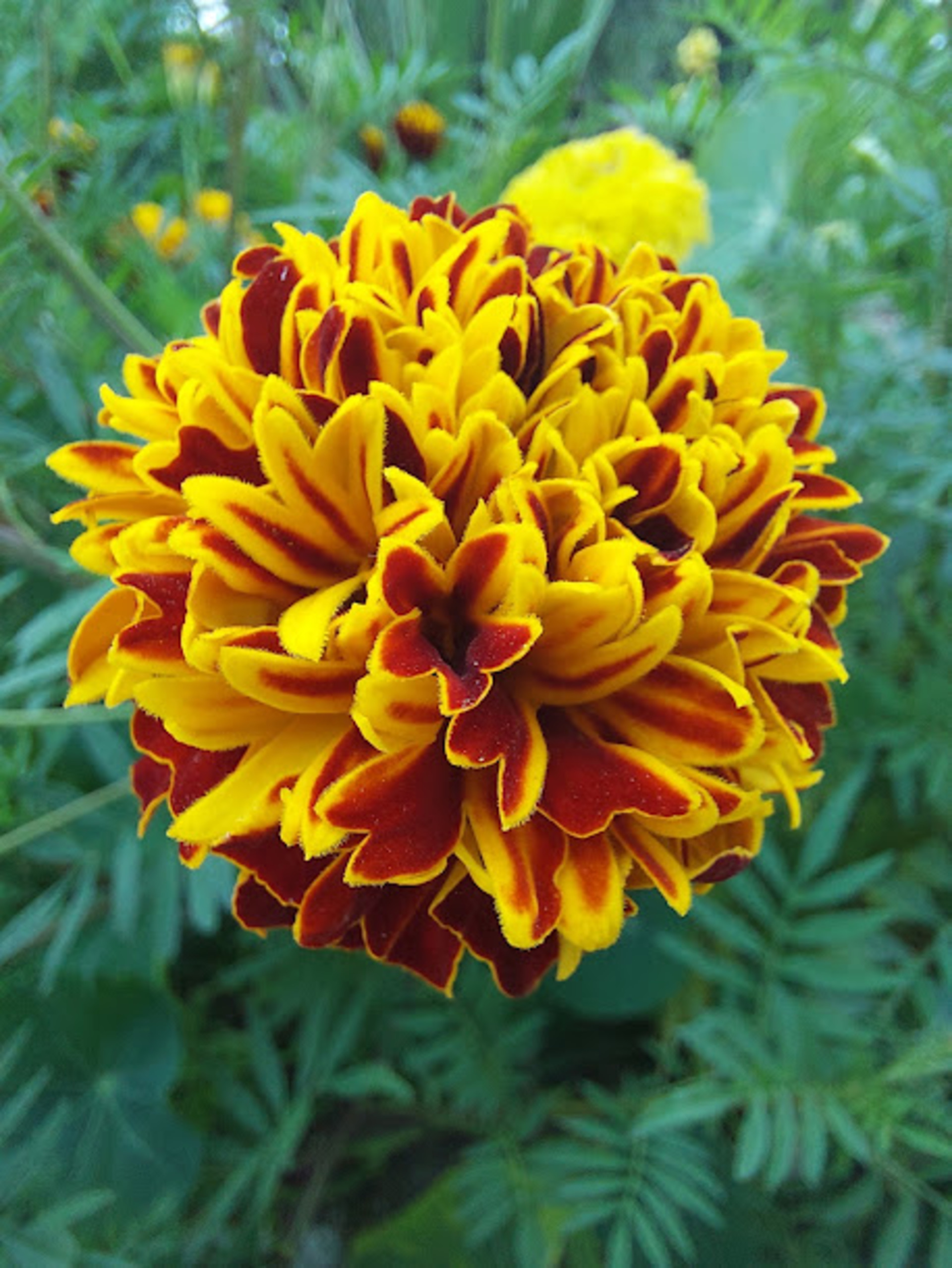 Download Nature Marigold Image