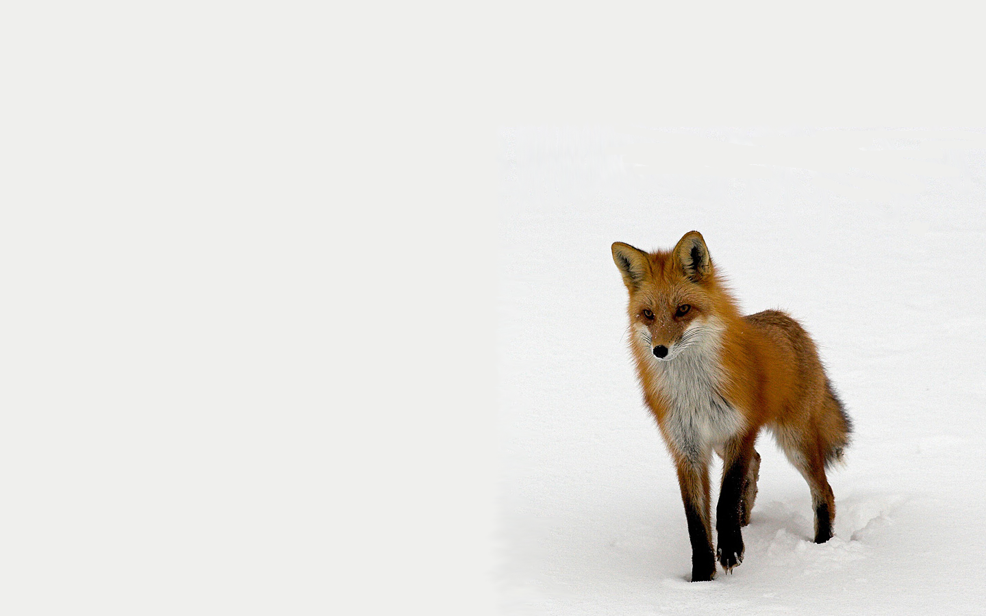 Fox Picture - Image Abyss
