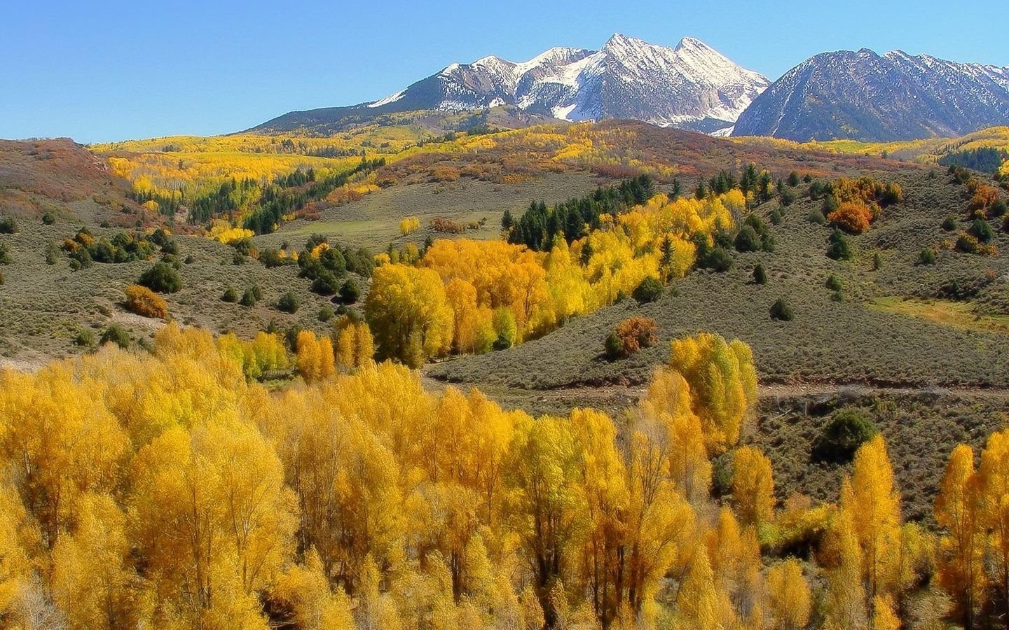 Golden Aspen Valley Beneath Snowy Peaks