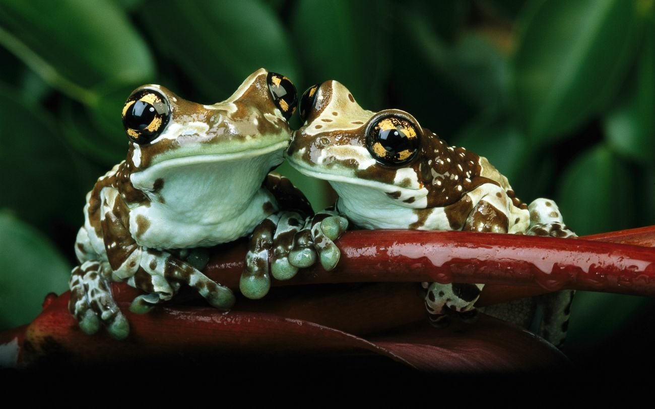 Charming Frogs: Nature’s Colorful Amphibian Duo