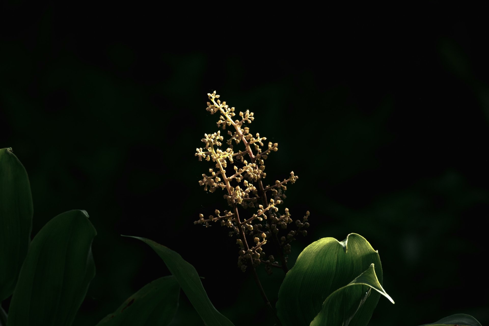 Treacle berry Image - ID: 537129 - Image Abyss