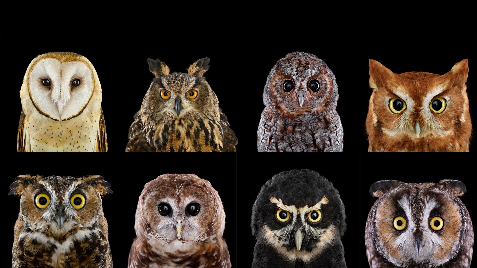 Download Collage Bird Animal Owl Image