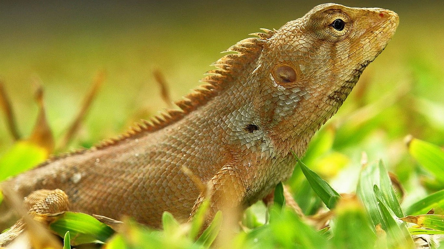 Download Animal Lizard Image
