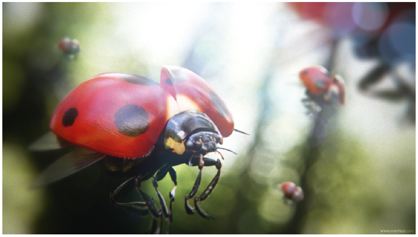 Download Animal Ladybug Image