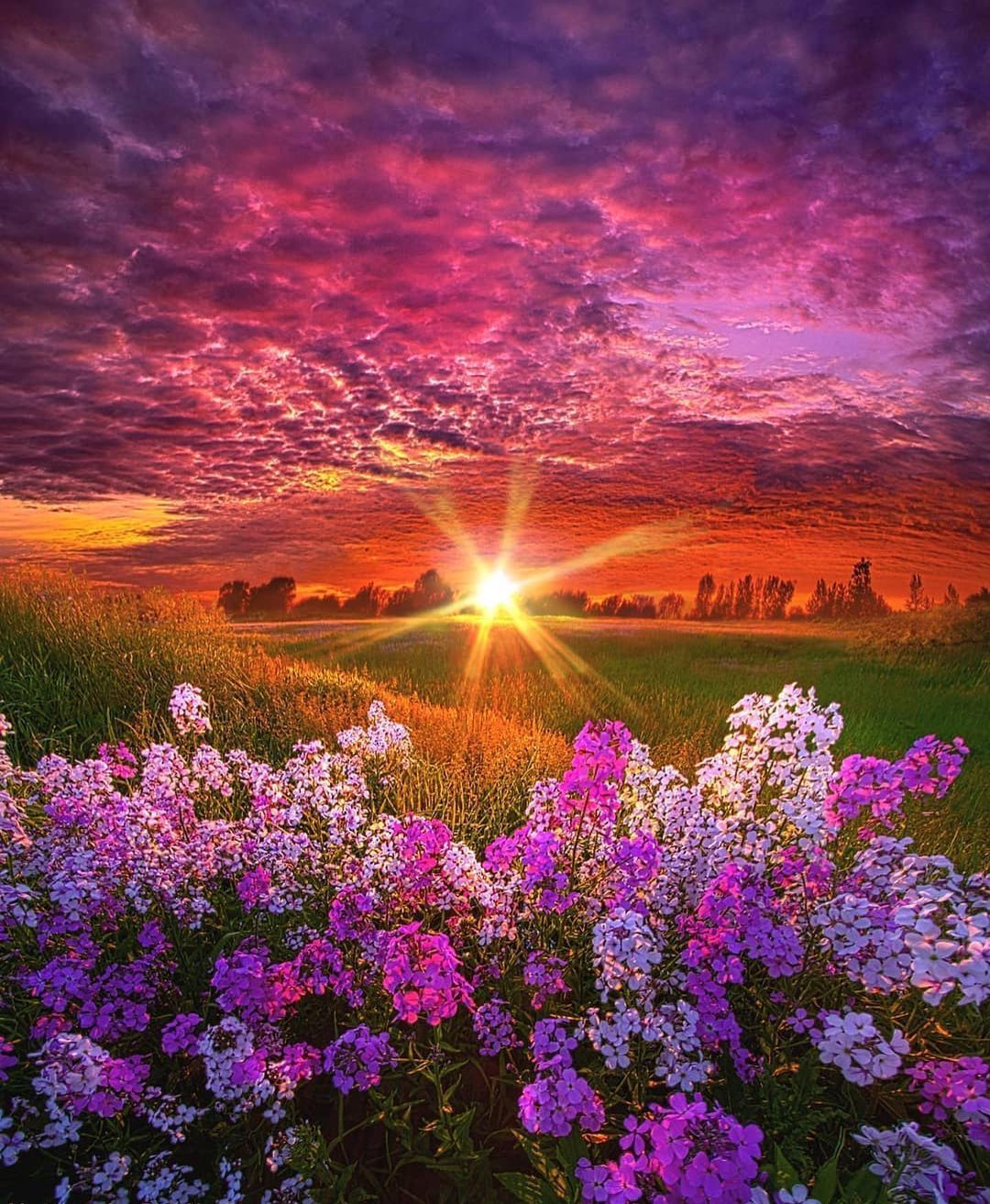 Meadow Sunrise: Nature's Vibrant Awakening
