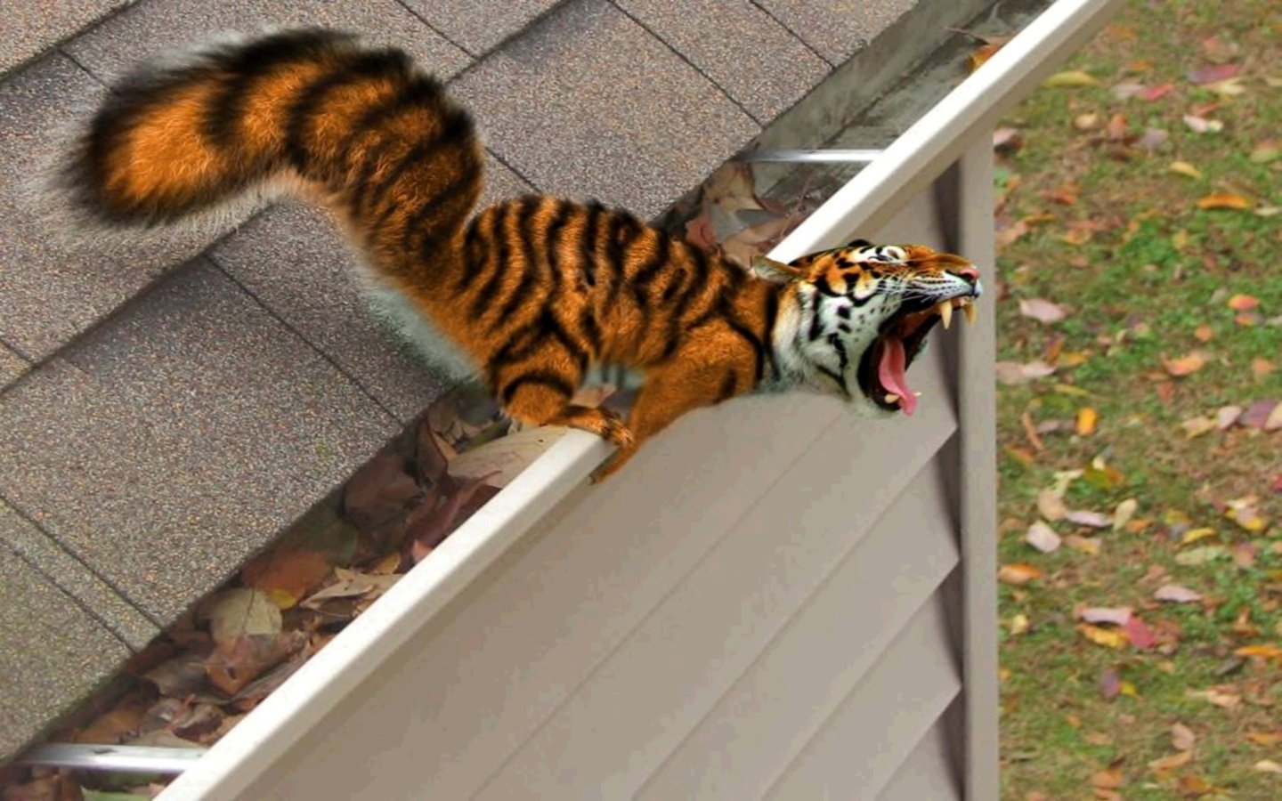 Fierce Fusion: The Tiger Squirrel Illusion