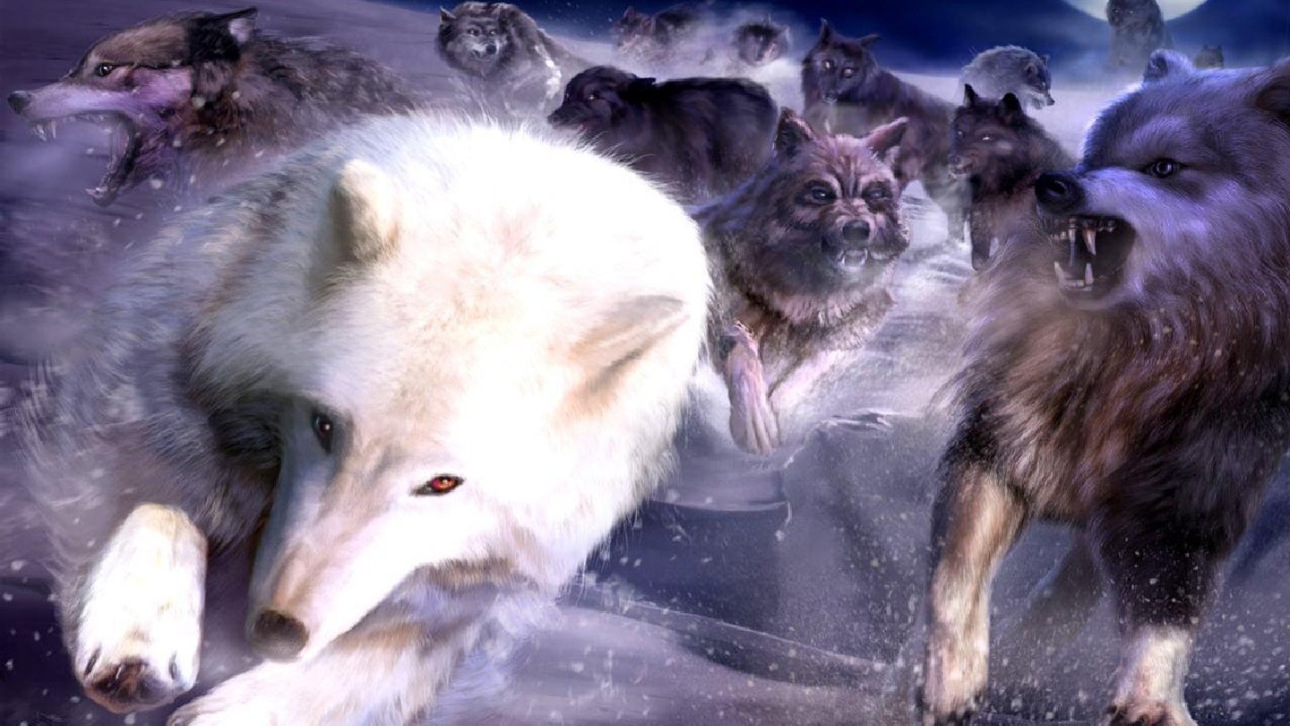 Wolf Picture - Image Abyss