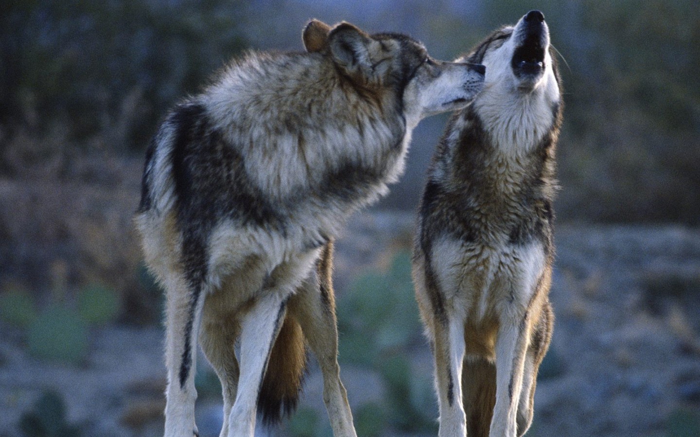 Wild Wolves: The Call of the Untamed Animal Spirit