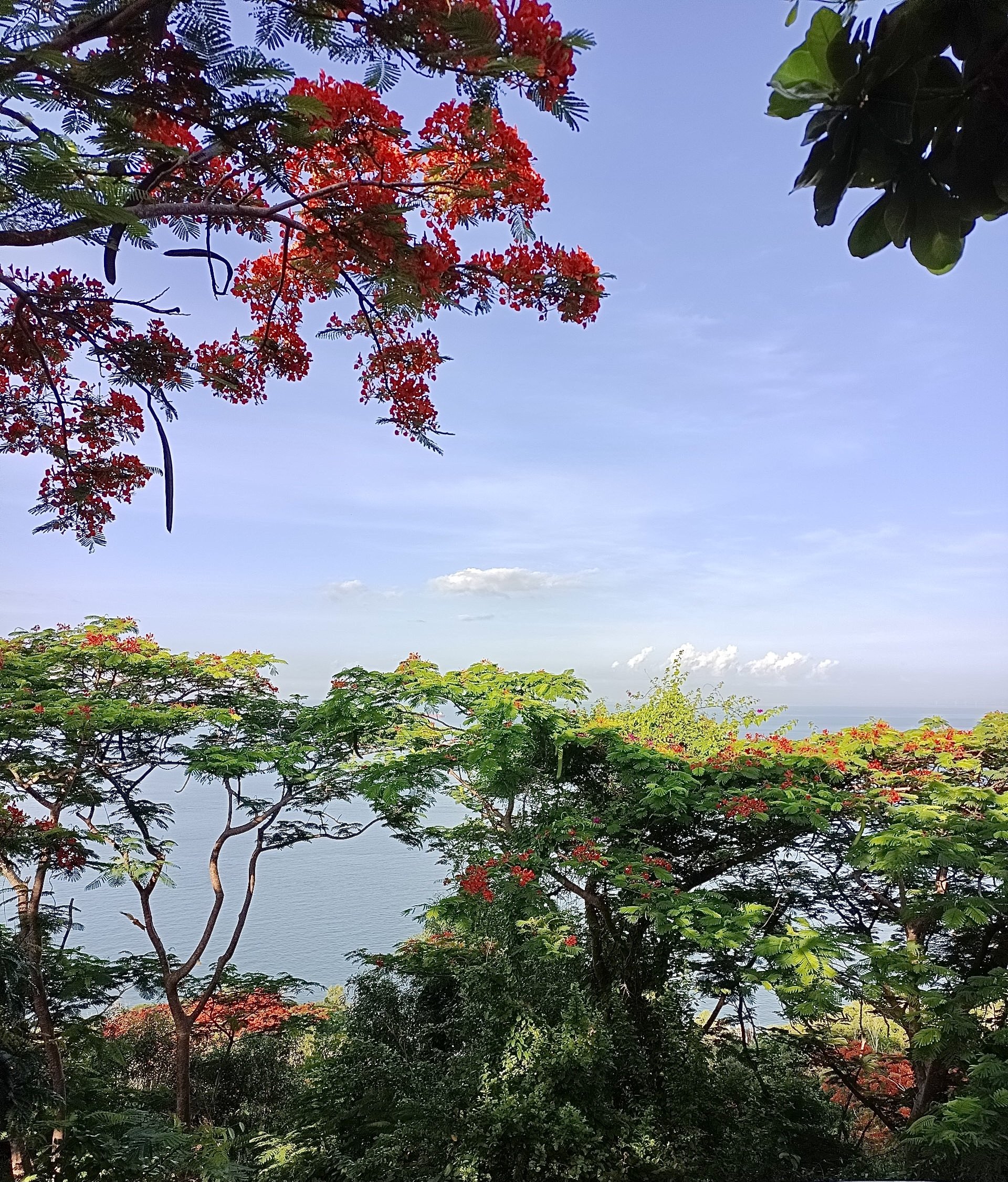 Phoenix Flower - Desktop Wallpapers, Phone Wallpaper, PFP, Gifs, and More!