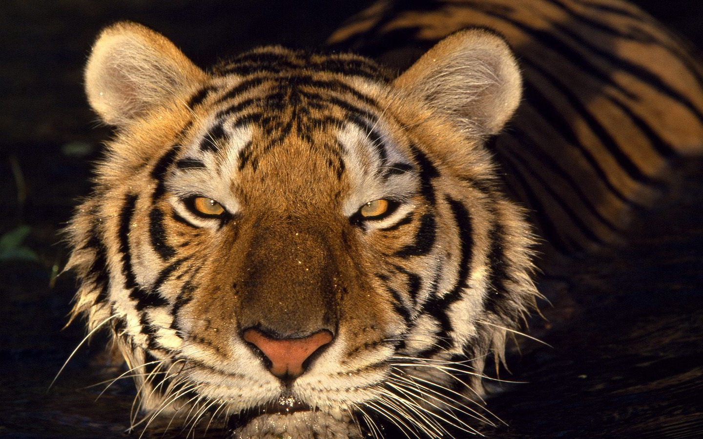 Tiger Picture - Image Abyss